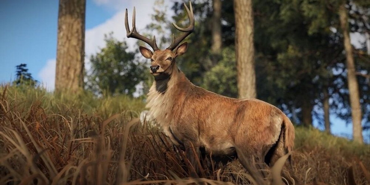 Rust: Todos los animales y cómo eliminarlos